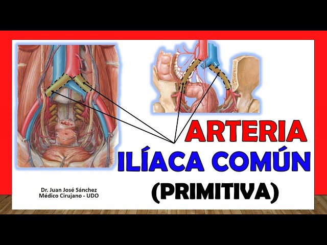 Modelo De Arteria Iliaca Externa . Anatomía Descriptiva Y Aplicada.