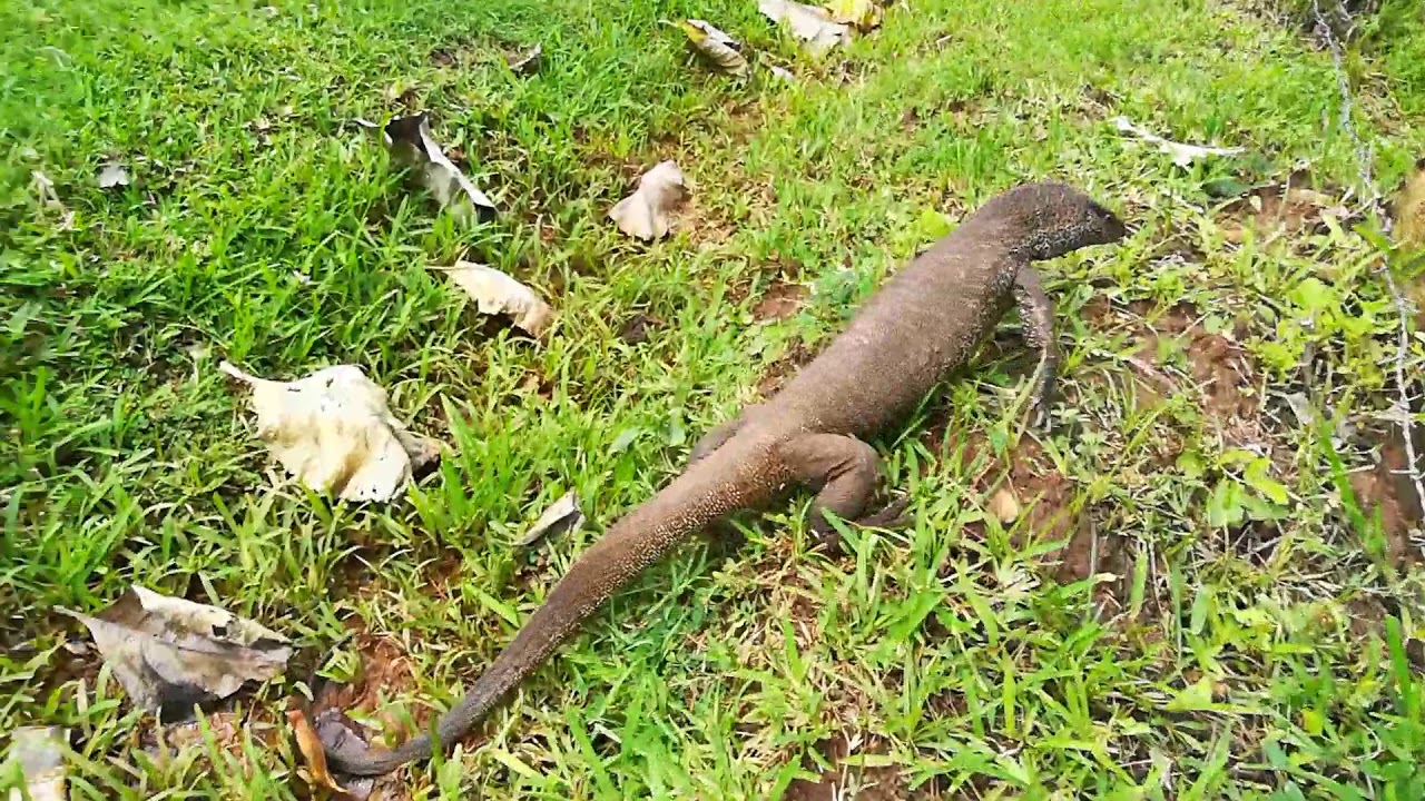 Sri Lankan Thalagoya (Indian minor) - YouTube