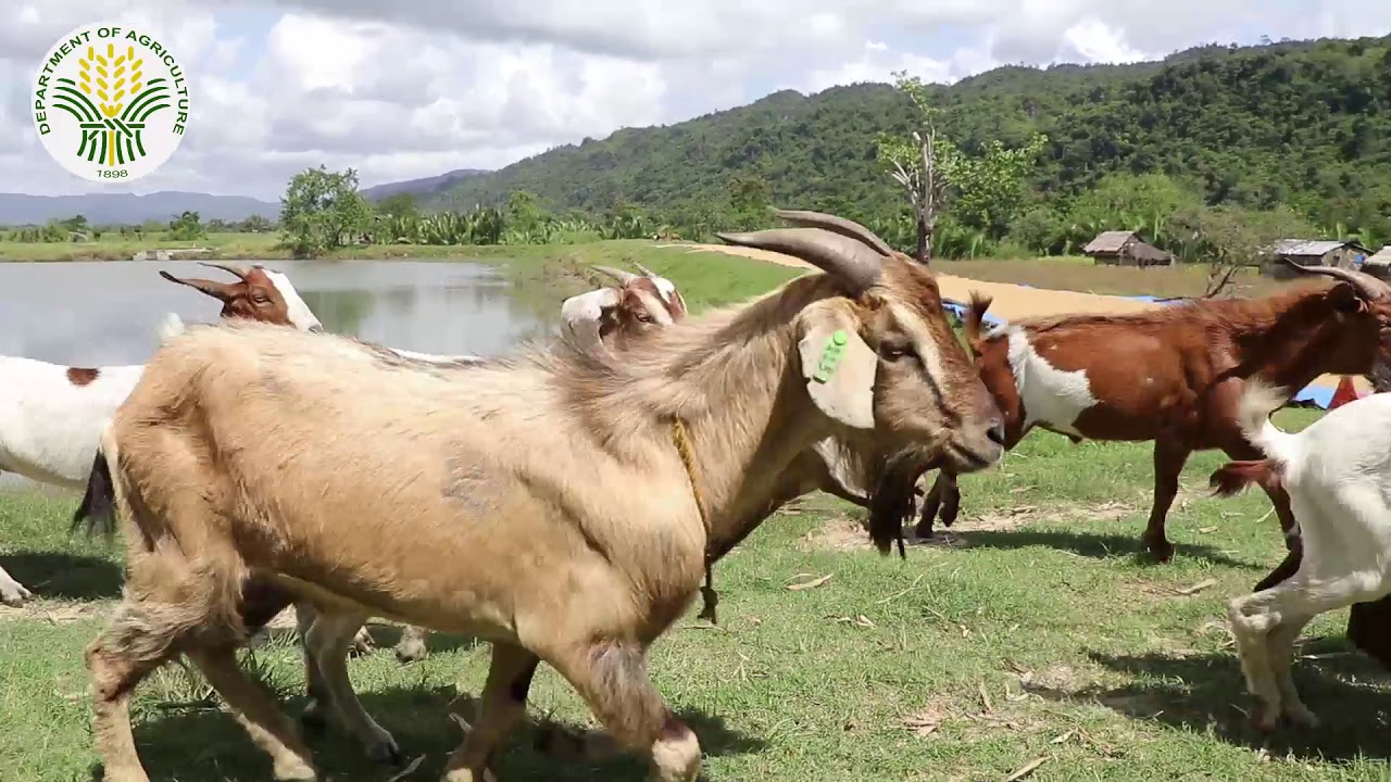 Philippine Native Goat Aro Pangasinan!: Urbiztondo Goat Farm