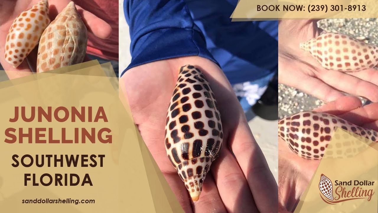 Junonia Shelling Tours On Marco Island Florida | Sand Dollar Shelling ...