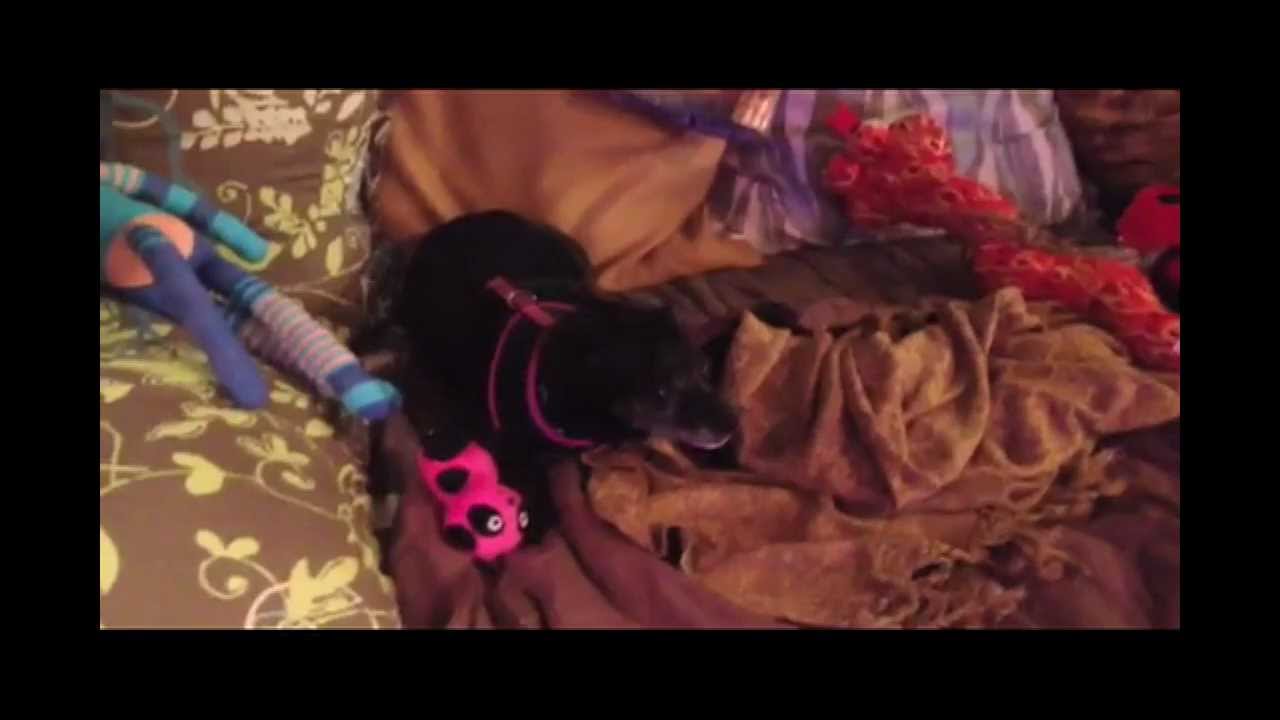 Tiki's Tot - YouTube