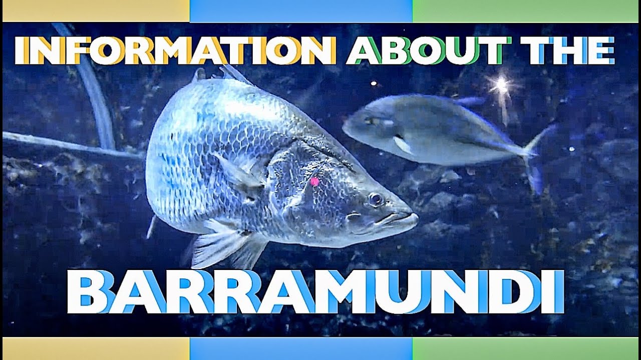 all about the BARRAMUNDI #aquafacts - YouTube