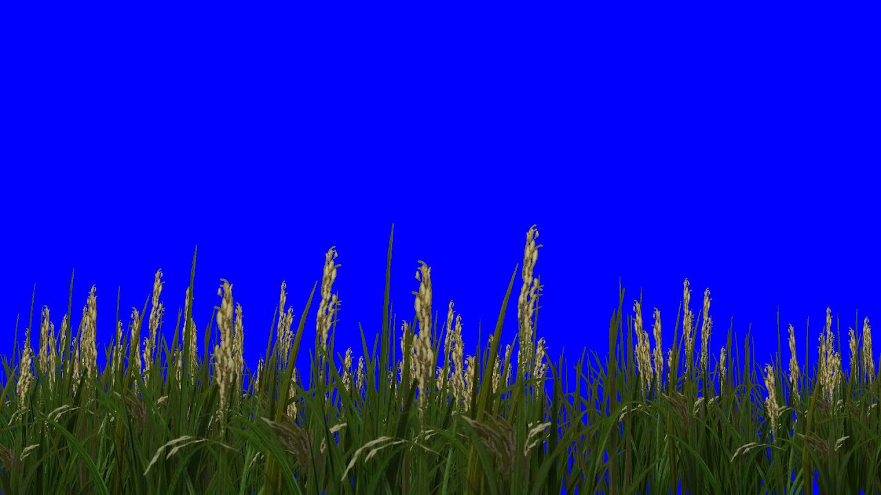 Rice Field Green Screen-Free Blue Screen Videos - YouTube