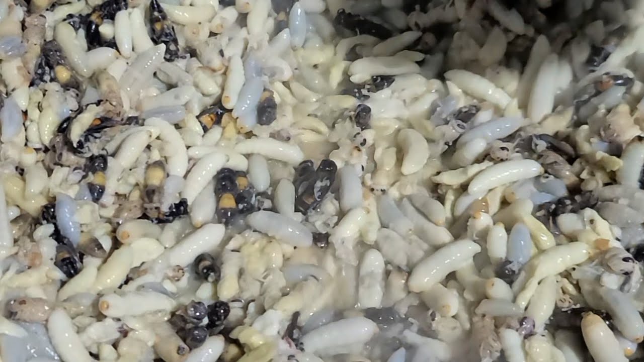 cooking beetle recipe - YouTube