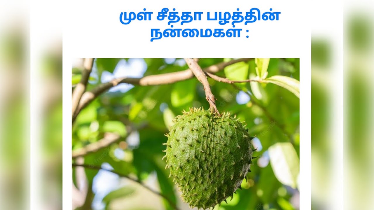 Mul Seetha Fruit Benifits In Tamil : - YouTube