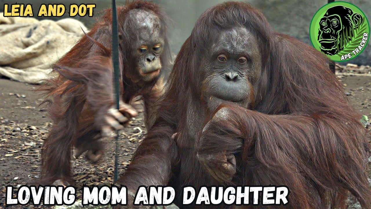Orangutan Toddler Hides From Mom Under Sack #cuteanimals - YouTube