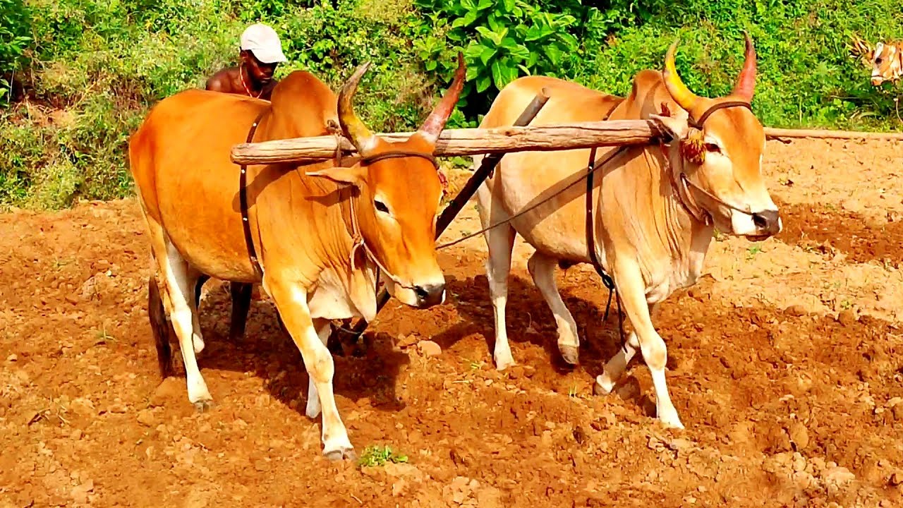 bull ploughing the field | bullock ploughing video | bullock media ...
