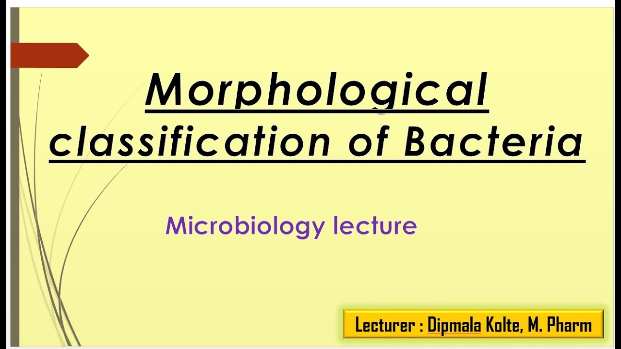 Morphological classification of bacteria | Microbiology lecture I ...