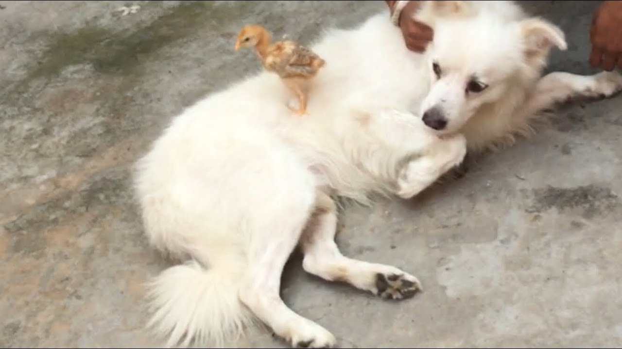 Dog Meets Baby chicks For the First Time - YouTube