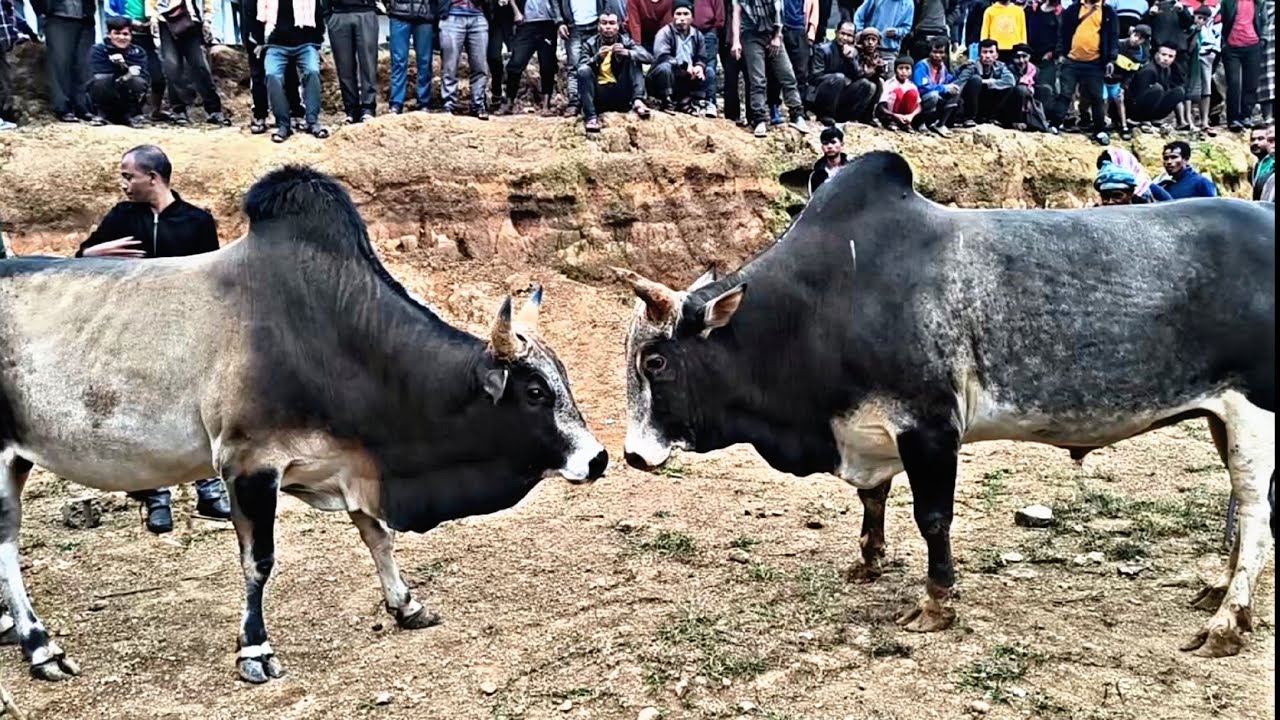 SYANG CHIKIT NA THYNROIT 🆚 MUSAW NA KSEHPYNDENG ( CHET CHOW CHIKIT TANG ...