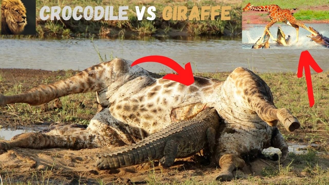 Giraffe was Hunted by Crocodile || giraffe fighting with crocodile ...
