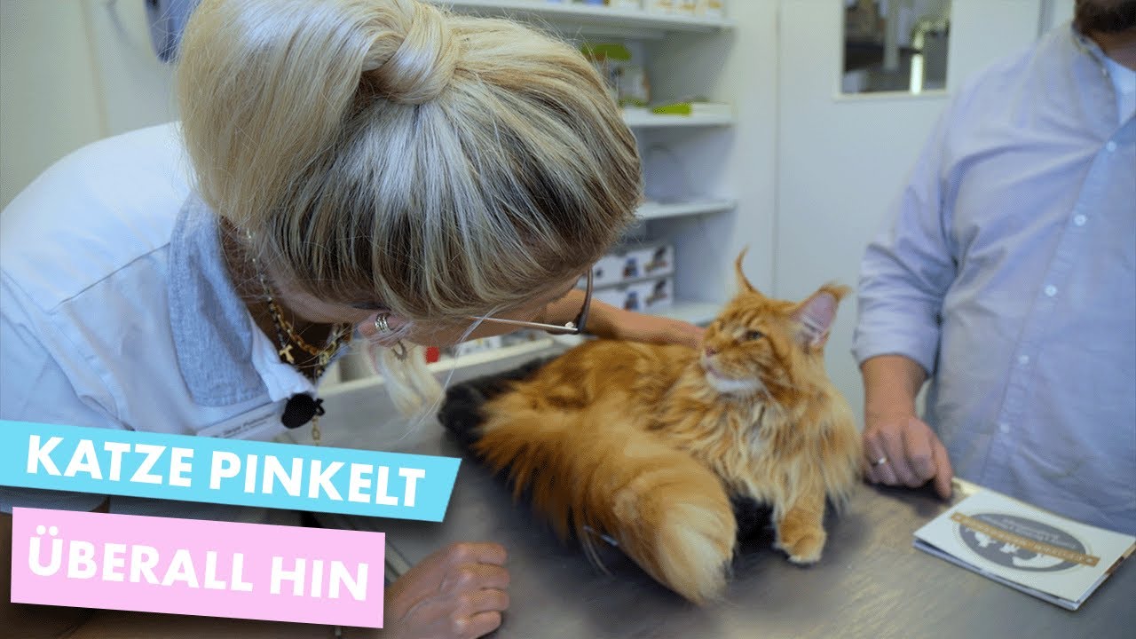 Doc Polly - Das perfekte Katzenstreu 🐾 - YouTube