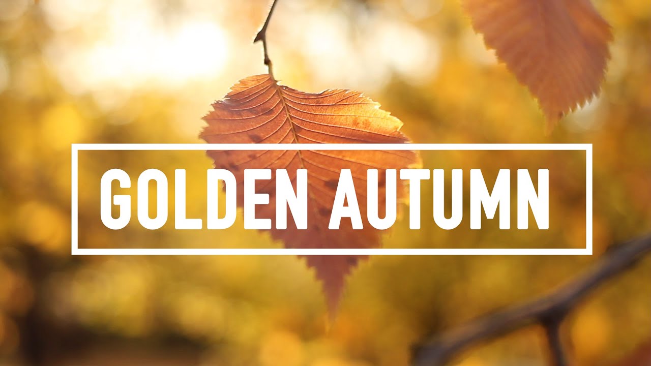 Cinemagraph - Golden Autumn (Золотая Осень ) - YouTube