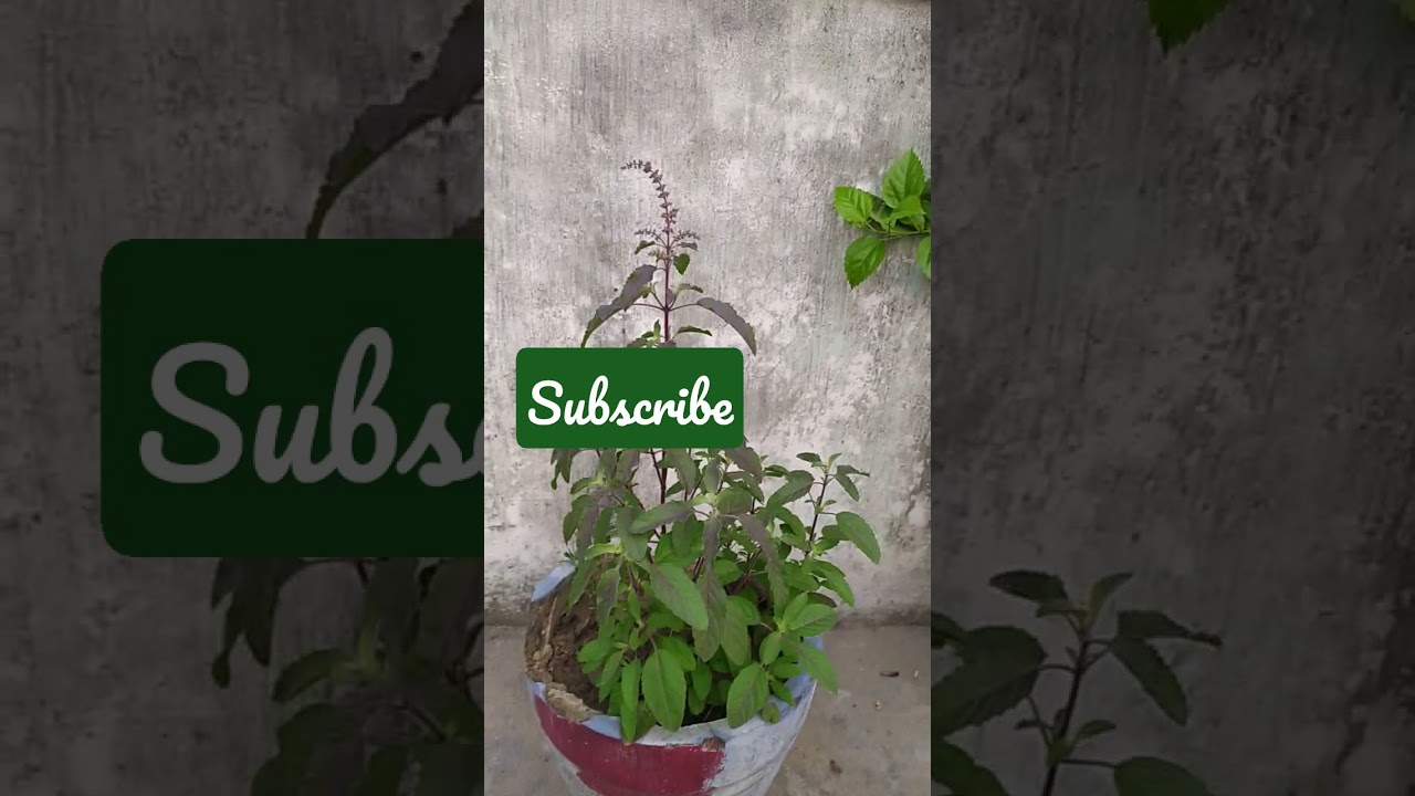 gudhal ka phool Tulsi ka phool Bela ka phool anar ka podha gudhal ka ...