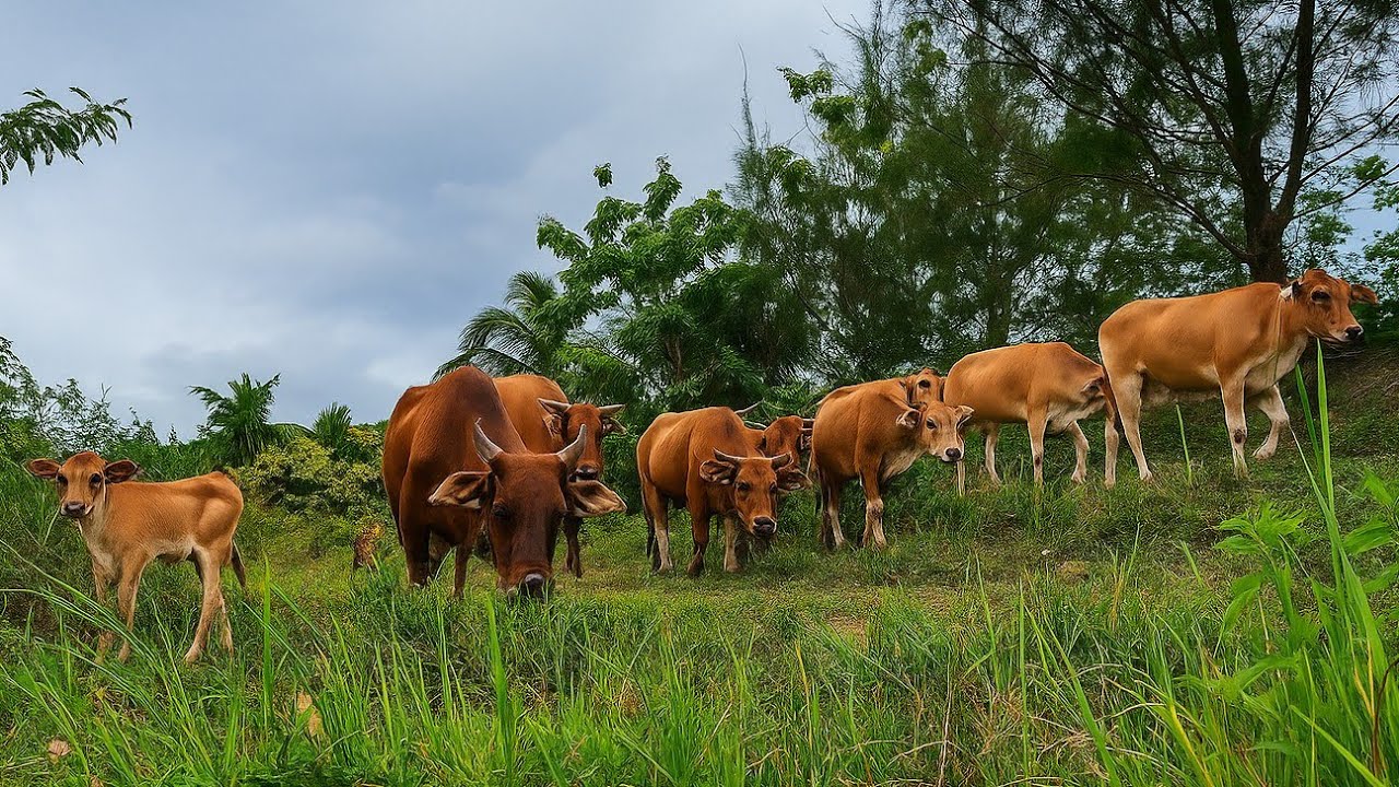 Sapi Lembu Jinak Digiring ke Padang Rumput|Suasana Pagi Hujan yang ...