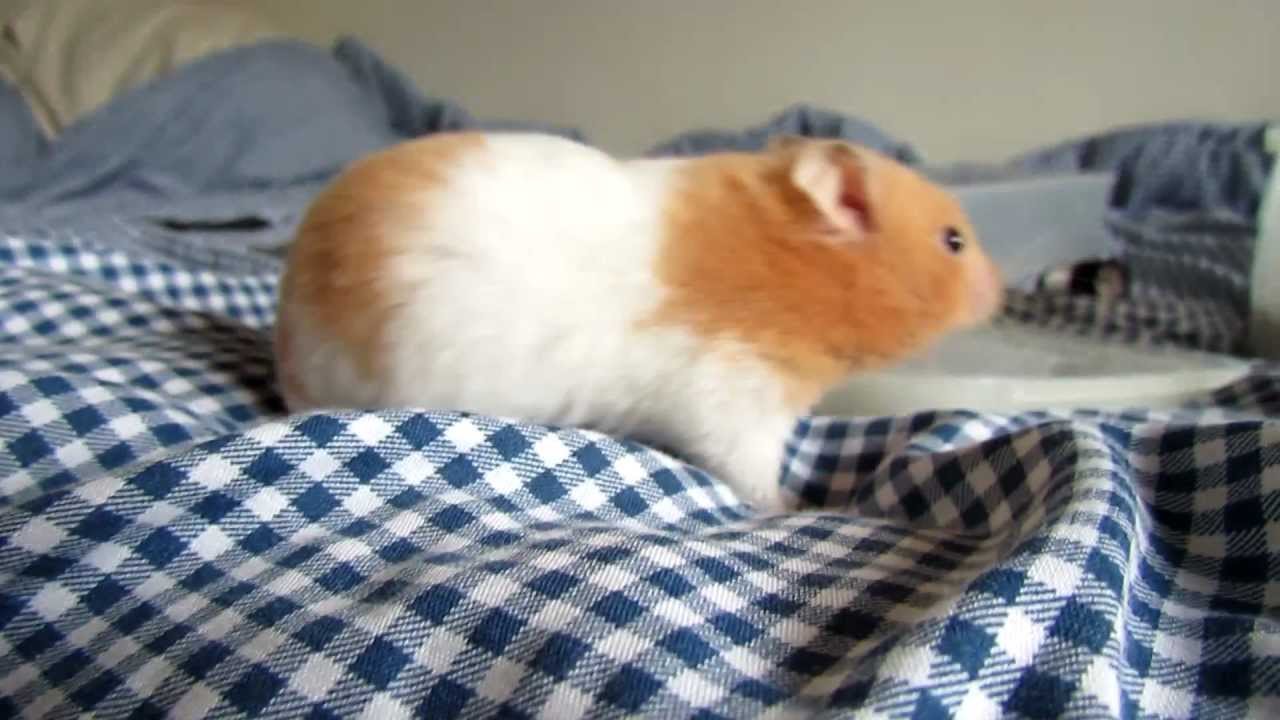 Syrian Hamster - Pickle - YouTube