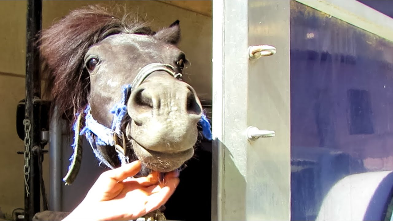 🔴 PONY RESCUE - Easy Horse Care Rescue Centre - YouTube
