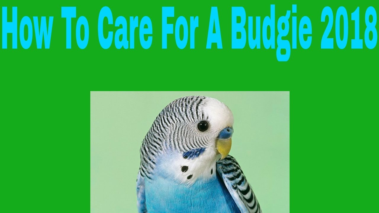 How To Care For Budgies 2018 - YouTube