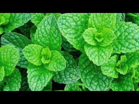 how to grow mint in January|pudina lagane ka aasan tarika - YouTube
