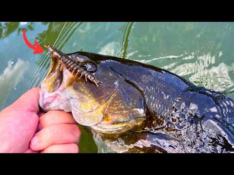 Nikko’s New Sinking Hellgrammite Is a Cheat Code! (Summer Bass Fishing Tips)