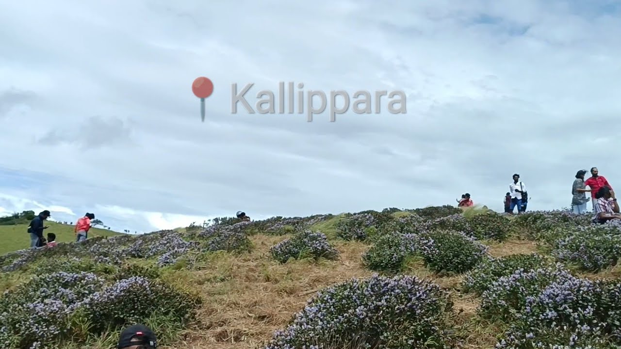 Neelakurinji | A Trip To Kallippara - YouTube