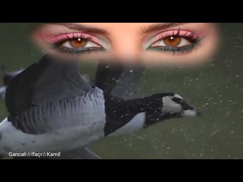 Gitme Turnam Vuracaklar