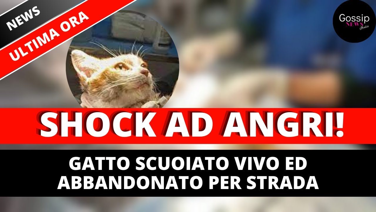 Novità sul colpevole delle terribili azioni sul gatto Leone squartato ...