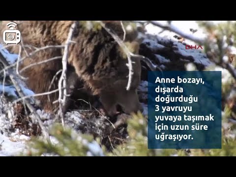 Yeni doğum yapan anne ayının zorlu mücadelesi