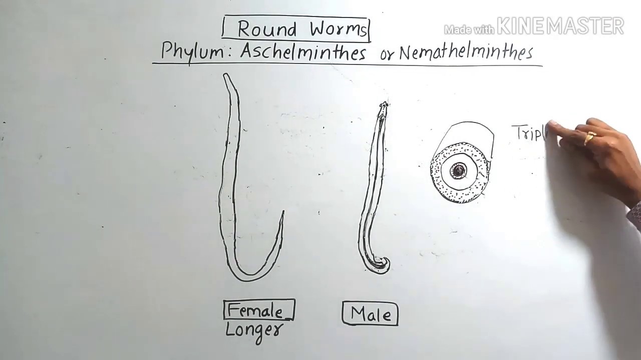 Aschelminthes Diagram