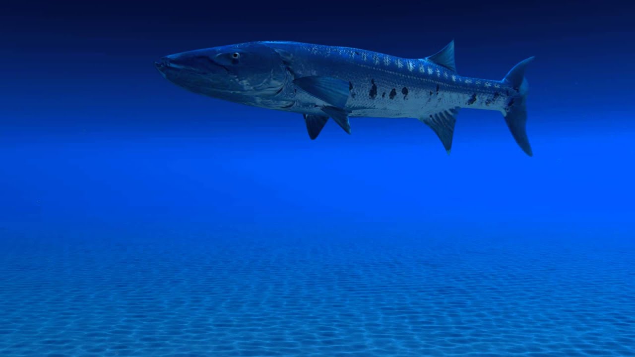 Animated Barracuda Short - YouTube
