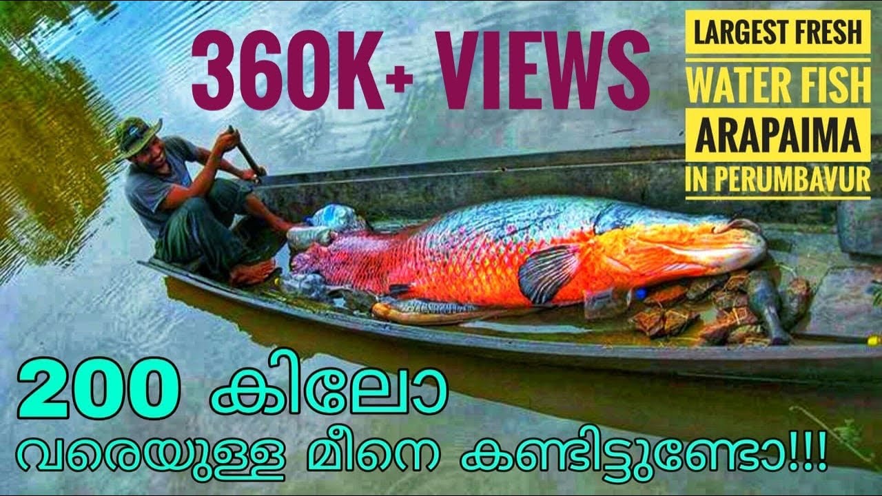 200 kg വരെയുള്ള മീനിനെ കണ്ടിട്ടുണ്ടോ !! Arapaima fish 200kg at ...
