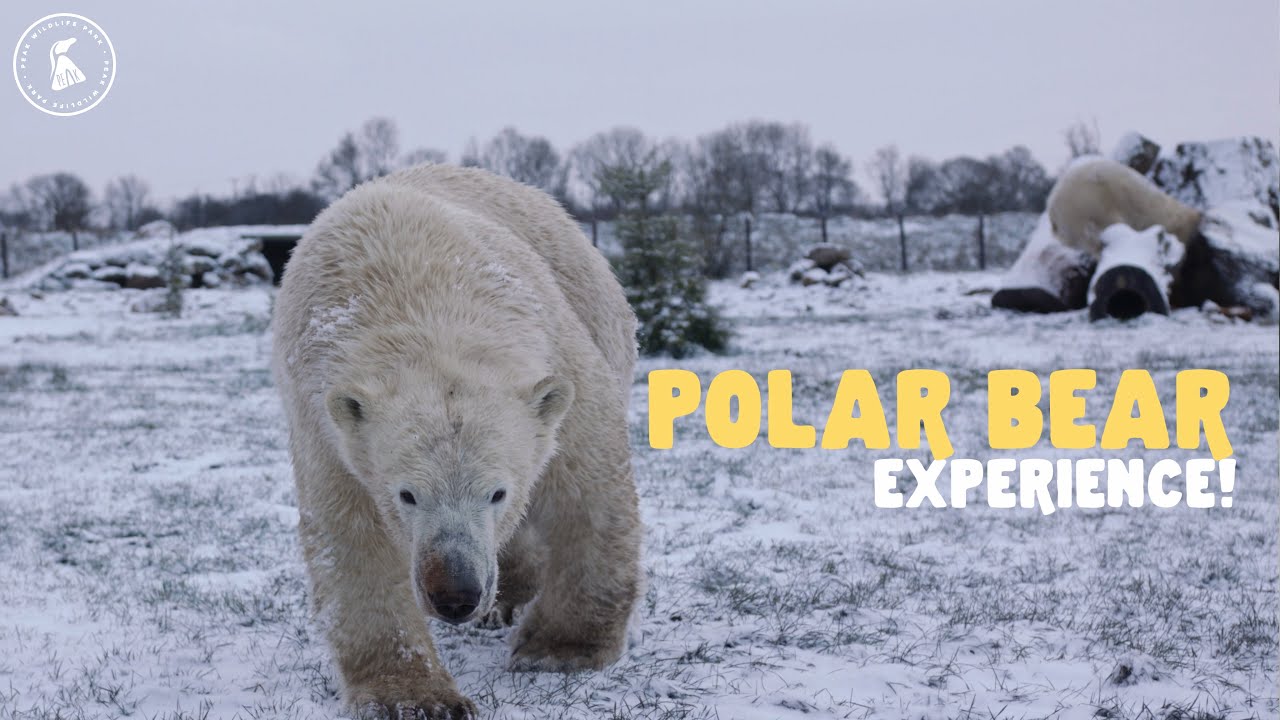 Polar Bear Experience - YouTube