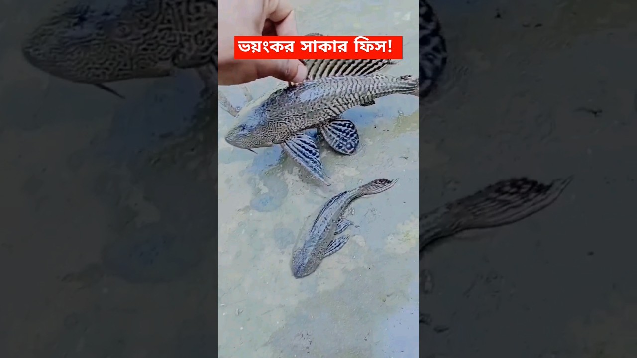 ভয়ংকর সাকার ফিস। Dangerous sakar fish #sakarfish - YouTube