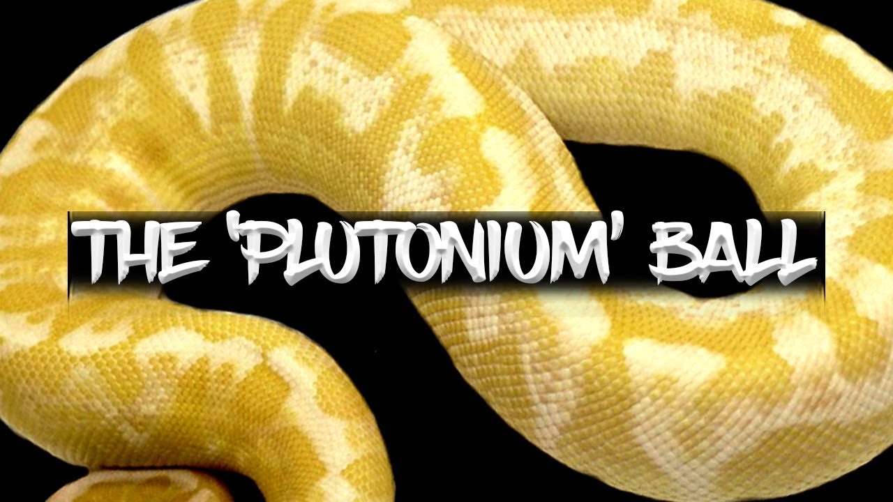 The 'Plutonium' Ball Python! - YouTube