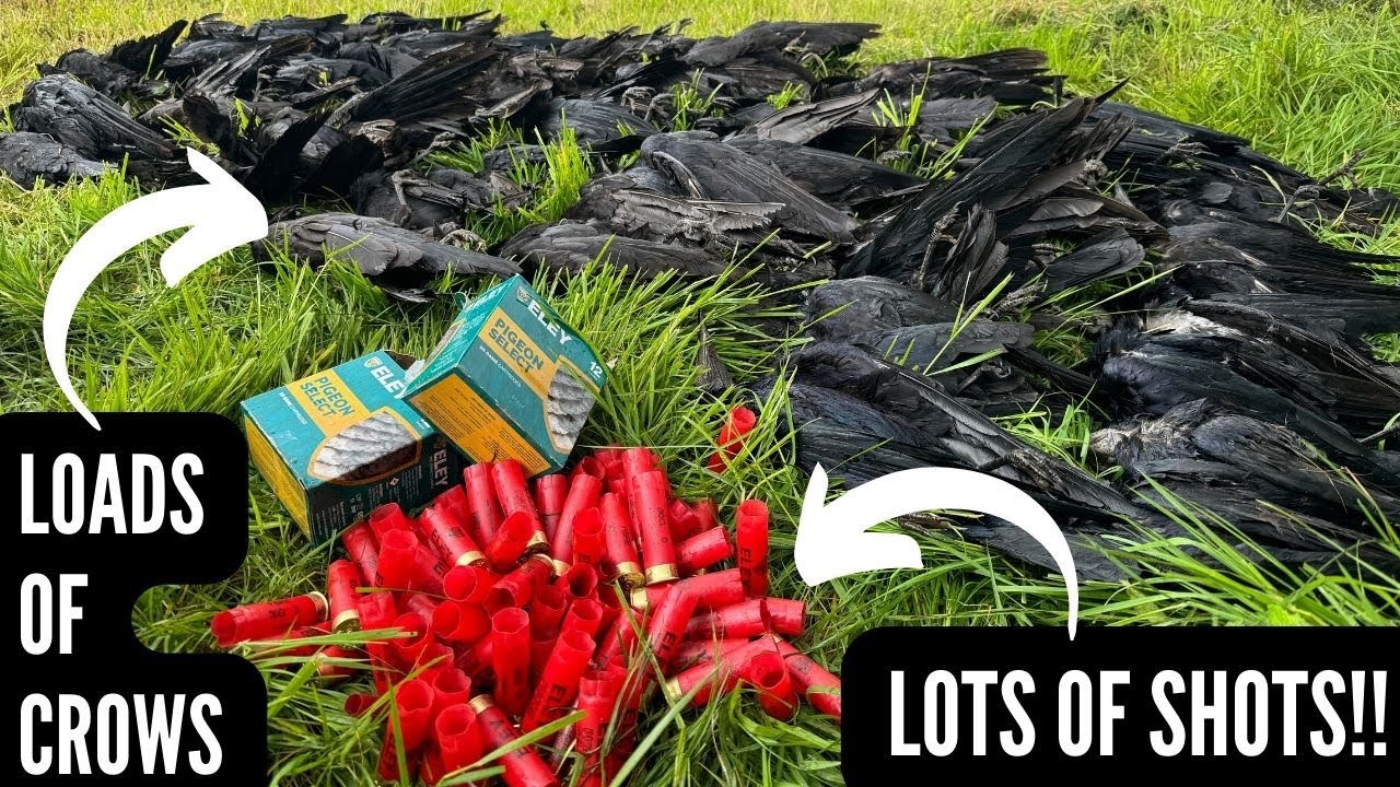 I WAS ON FIRE!!! | CROW SHOOTING over FIRST CUT | LOTS OF SHOTS ...