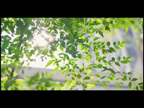 Visual Poem: When you feel the world is too loud (Nature Relaxation with Healing Affirmations )
