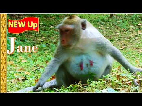 Strong Bend Jane monkey Happen by Baby monkey push look hurt - YouTube