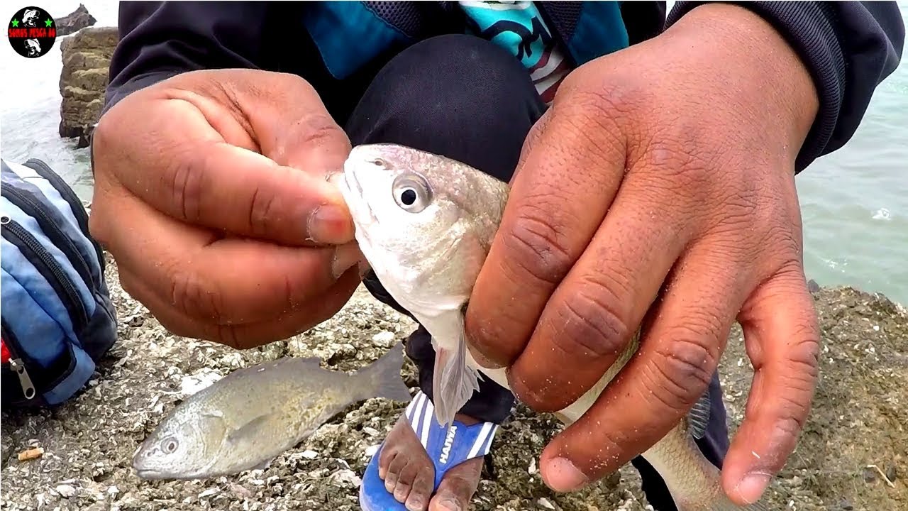 PESCA DE LORNAS EN PEÑAS l con Anzuelo increible sobre Rocas - YouTube