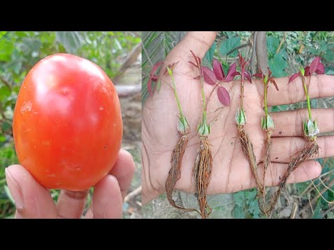 The method of Growing red Roses with tomato. - YouTube