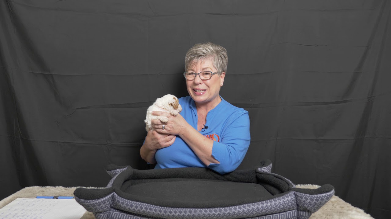 Look at these super cute 4 week old labradoodle puppies video - YouTube