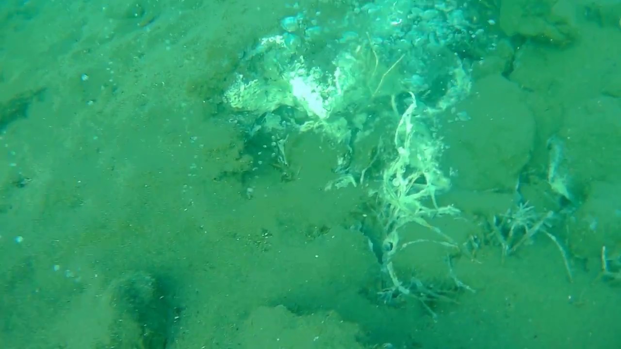 Indonesia (Pulau Weh) - Hydrothermal fumerole / Underwater volcano ...