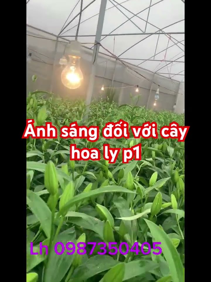 Ánh sáng đối với cây hoa ly p1 #hoaly #cachtrongcayhoaly #farming - YouTube