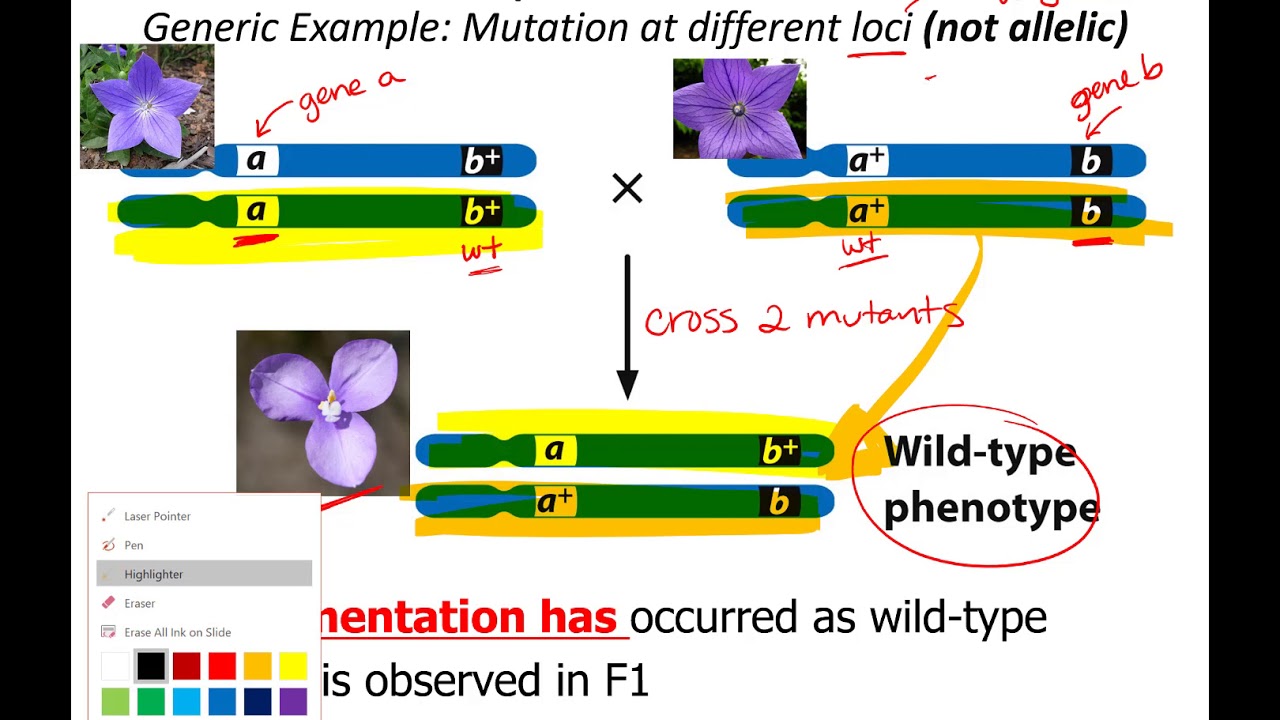 complementation supplemental lecture - YouTube