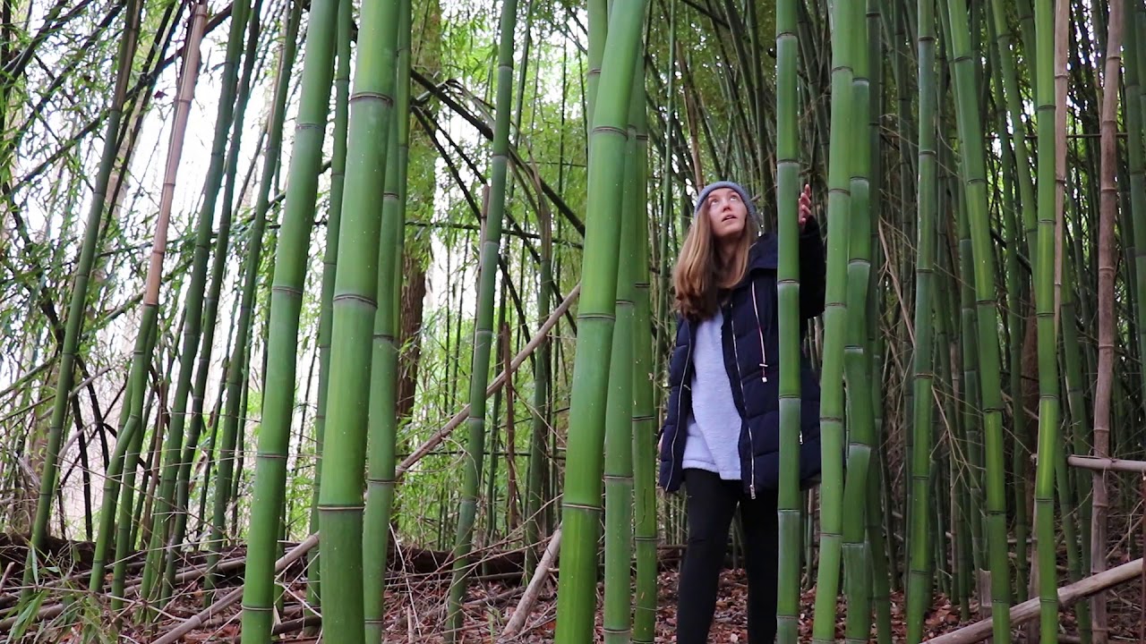 exploring bamboo forest - nature sesh - YouTube