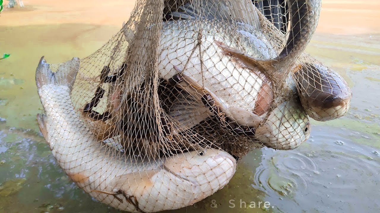 Net Fishing~Amazing Net Fishing in the Village Pond~Fishing With Cast ...