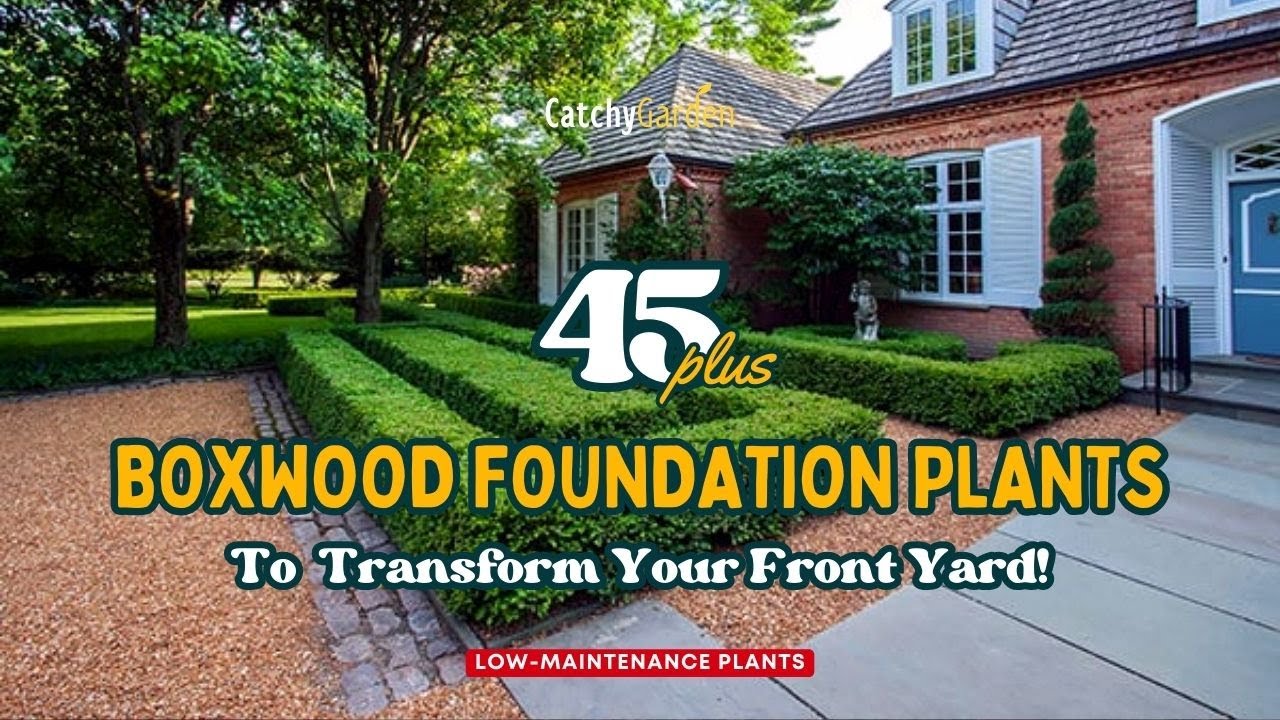 45+ Boxwood Foundation Plants Ideas: Transform Your Front Yard! 🍃🏠 ️️ ...