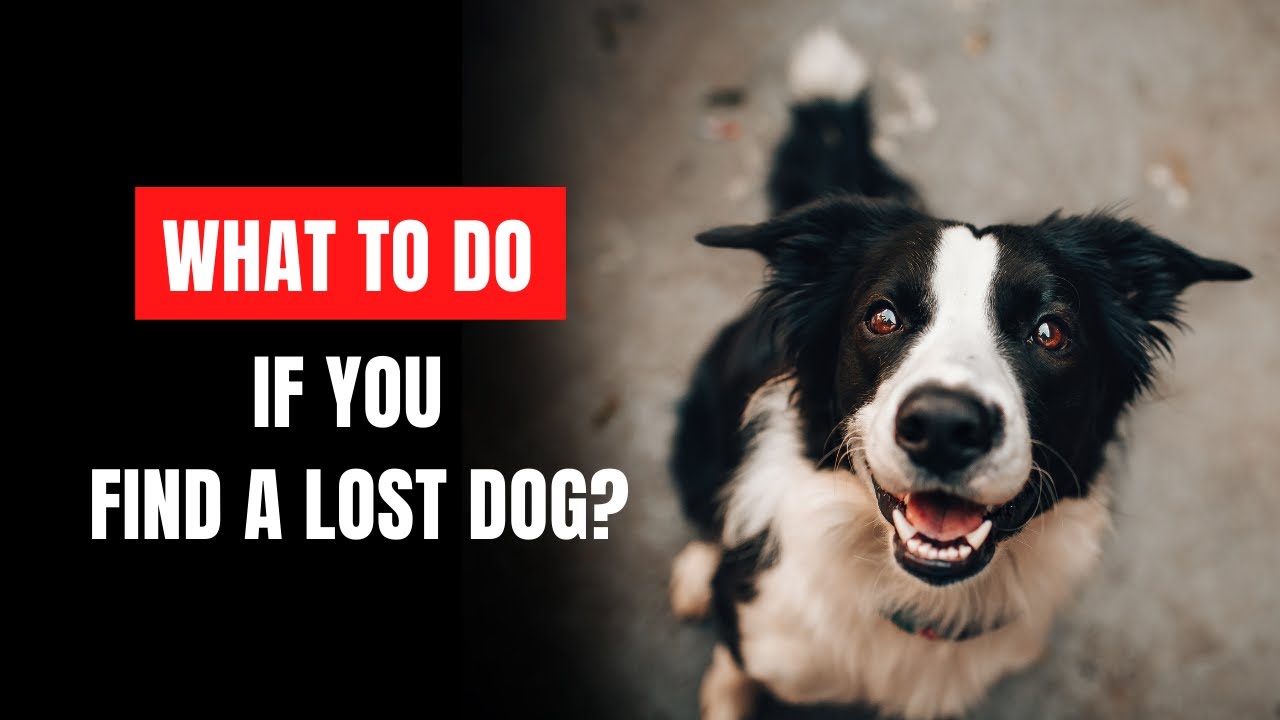 Abandoned Dog What To Do Updated November 2022 Wikidoggia abandoned-dog-what-to-do-updated-november-2022-wikidoggia