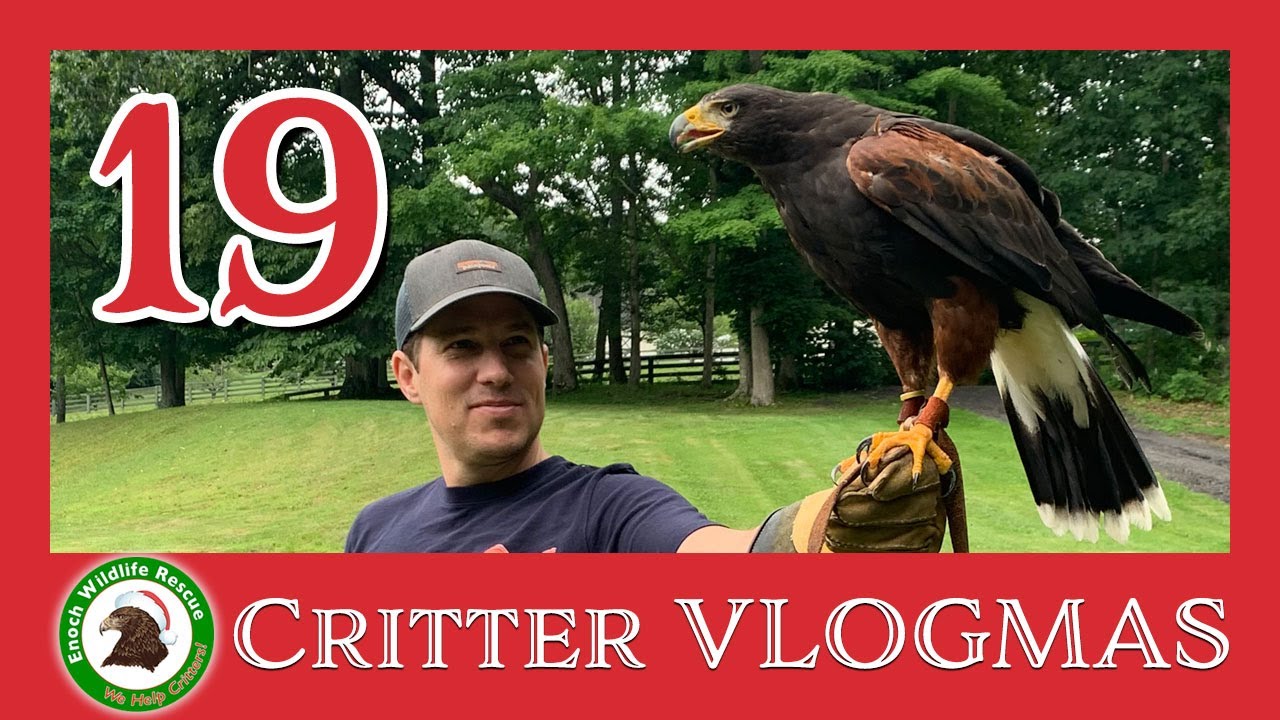 Critter VLOGMAS #19 | Belle the Harris Hawk & Casey the Channel ...
