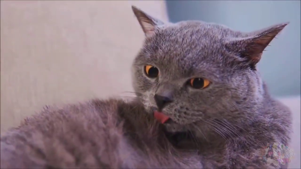 The Cutest Pets On The Internet Pt 6/ 互聯網上最可愛的寵物，第6部分/ इंटरनेट पर सबसे ...