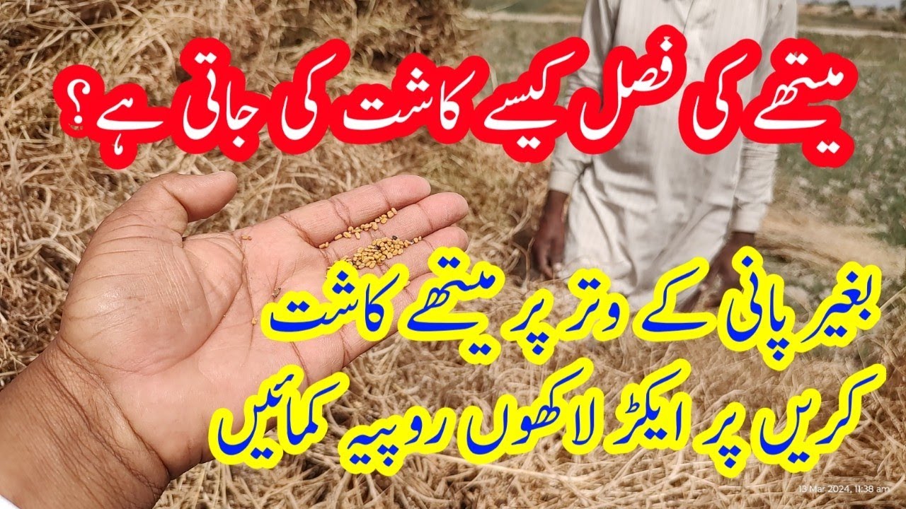 Fenugreek farming | methi ki kheti | methi ki kheti mentha kikheti ...